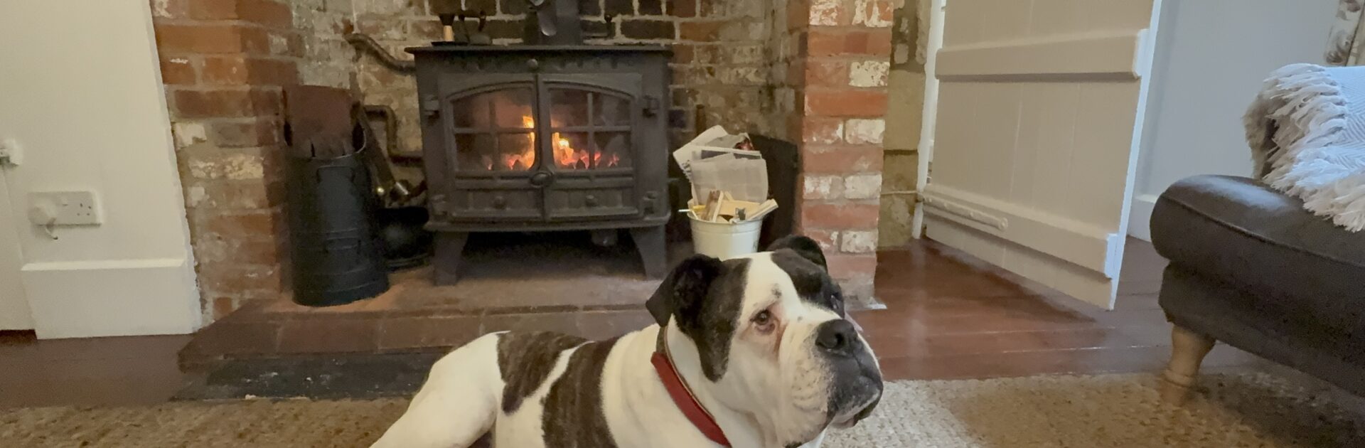 Dog friendly Isle of Wight: Our Top 5 Beaches - Island Info